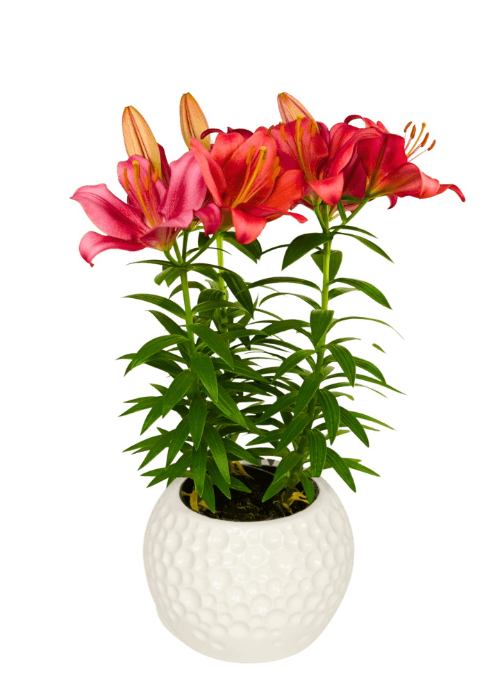 Summer Blush | Zabo Plant