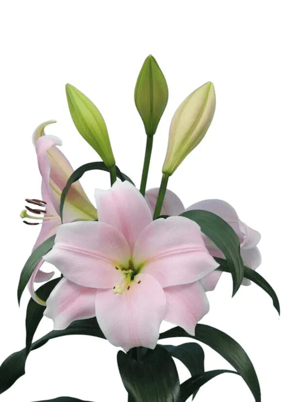 Lilies cut | Zabo Plant