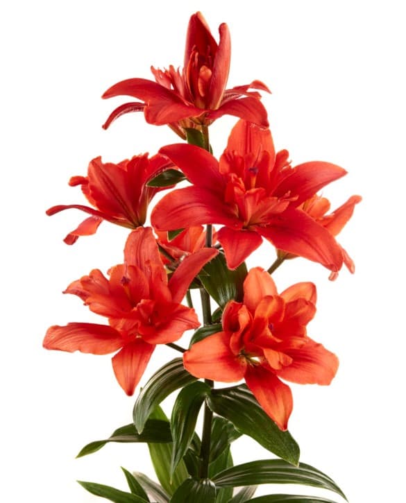 Caddy | Zabo Plant