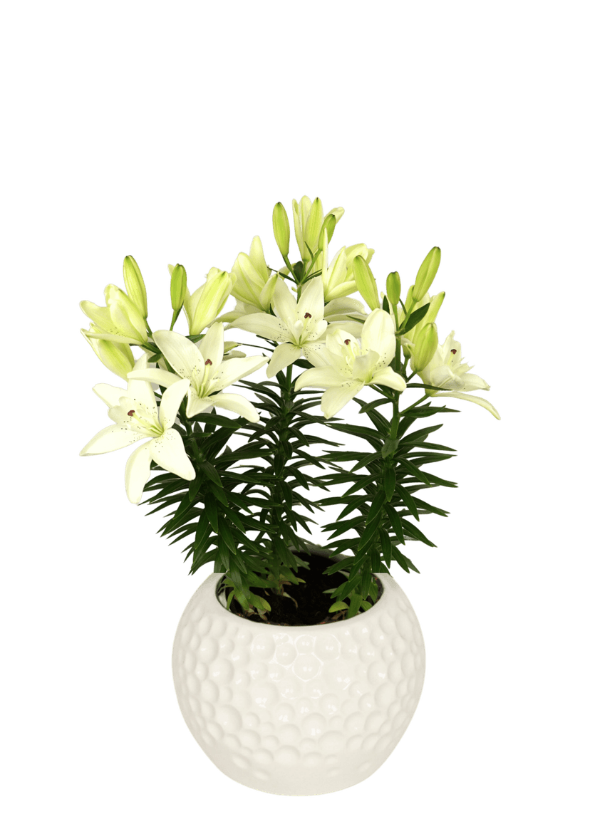 Lilies pot | Zabo Plant
