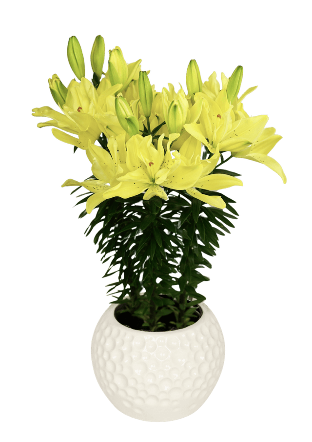 Lilies pot | Zabo Plant