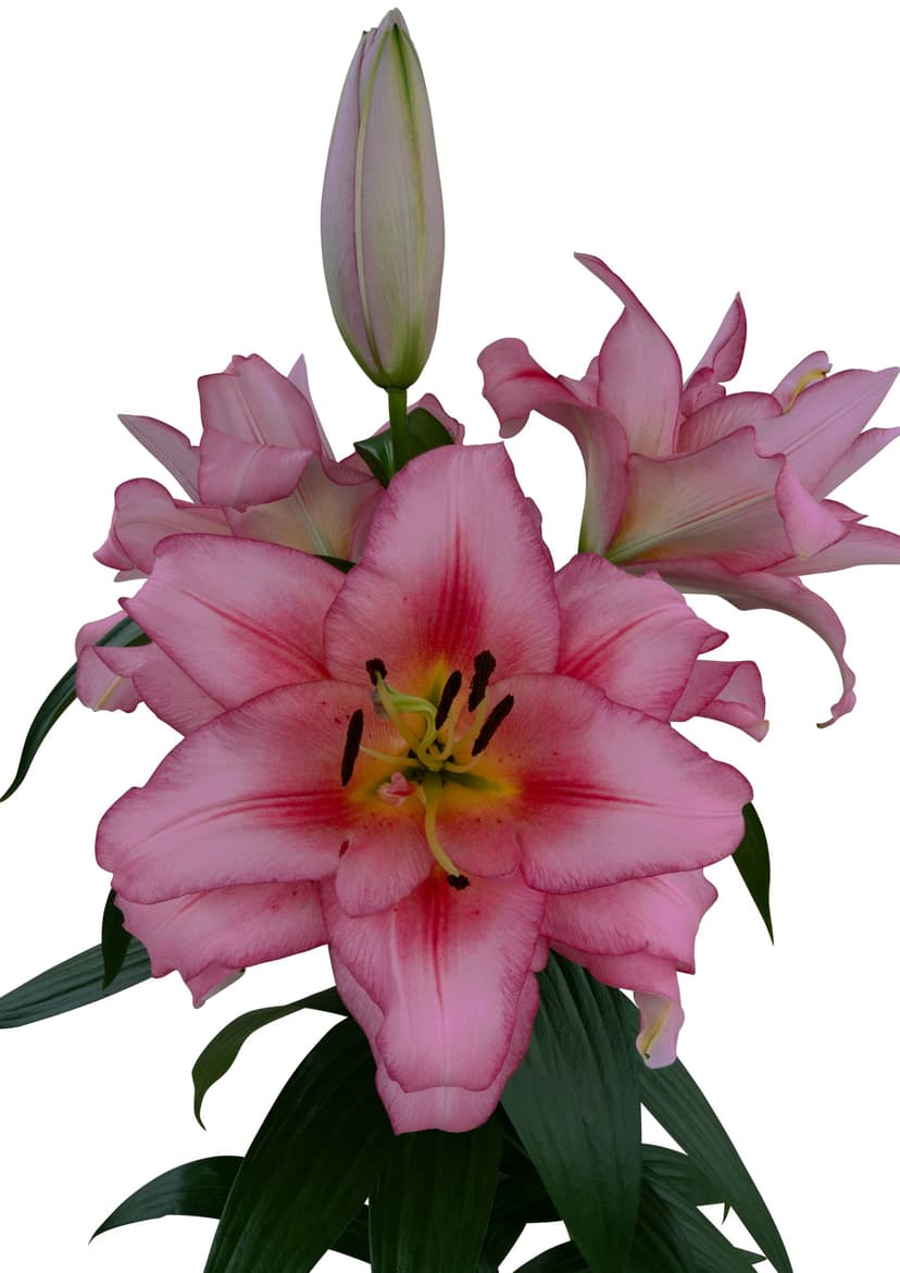 Lilies cut | Zabo Plant