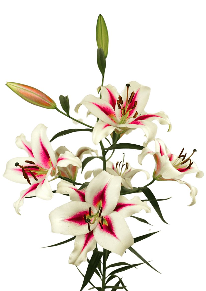 Gaucho | Zabo Plant