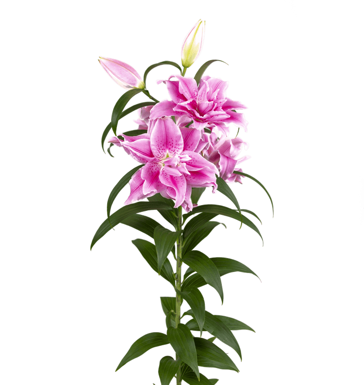 RL Zaphira | Zabo Plant